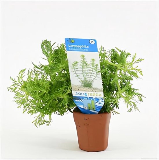 Moerings Limnophila Sessiliflora | Dwerg Ambulia | in Terracotta Pot | bol