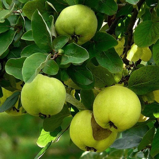 Cydonia oblonga 'Leskovacz', Kweepeerboom, 5 liter pot | bol