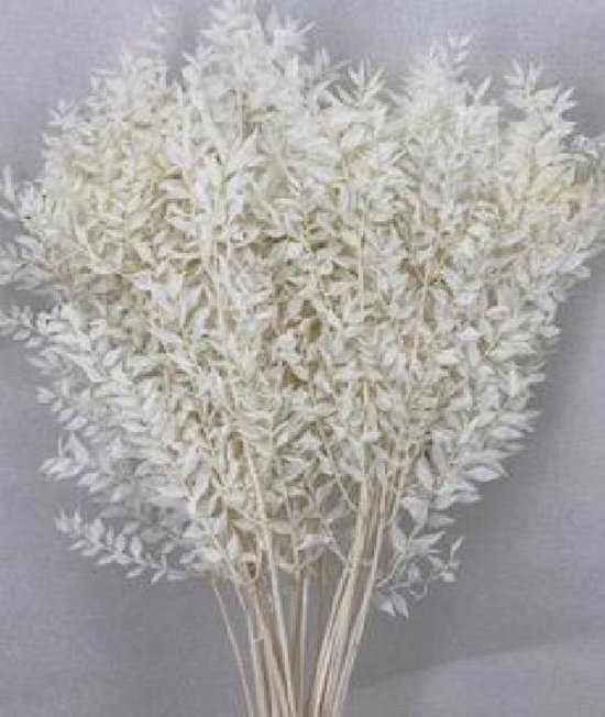 5x Dc ruscus bleached white 70cm | bol