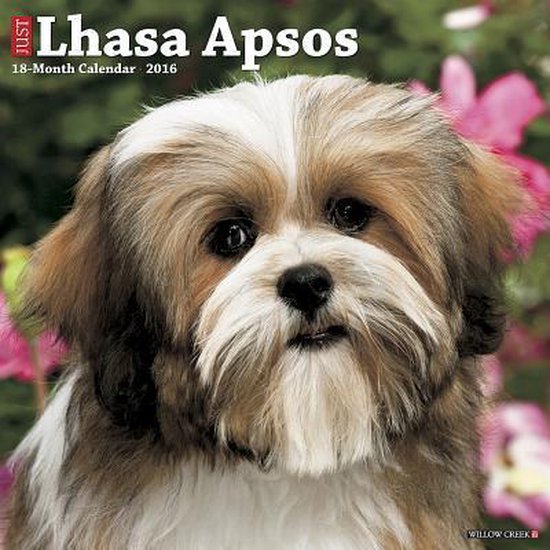 Lhasa Apsos Calendar, Not Available | 9781623437398 | Boeken | bol.com
