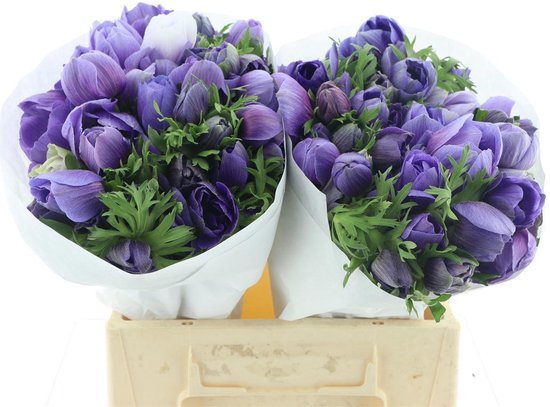 50x Anemoon mistral plus dark blue 40cm | bol