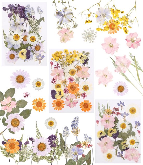 Geperste Gedroogde Bloemen Set - 66 Stuks voor Doe-Het-Zelf Creaties | bol