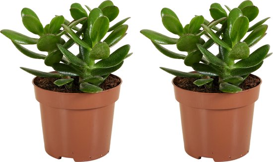 Bloomique - Set van 2 - Crassula Ovata Magical Tree - Jade Plant ...