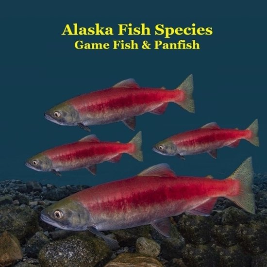 Alaska Game Fish and Panfish Species Kids Book, Kinsey Marie ...