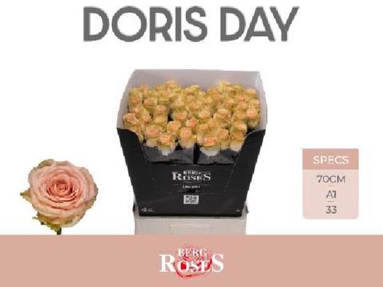 10x Rosa doris day 70cm | bol