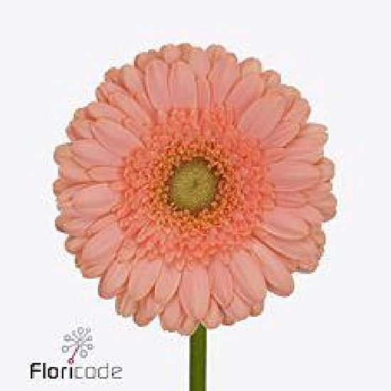 10x Germini maria 70cm | bol