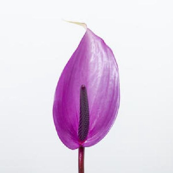 6x Anthurium previa 10cm | bol