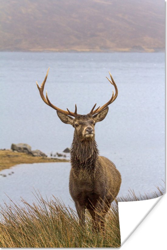 Hert met groot gewei bij meer 80x120 cm - Foto print op Poster ...