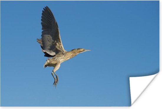 Poster Een roerdomp met blauwe lucht als achtergrond - 120x80 cm | bol.com