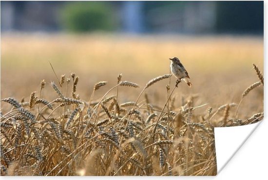 Poster Close-up van riet met een paapje dat uitrust - 180x120 cm XXL ...