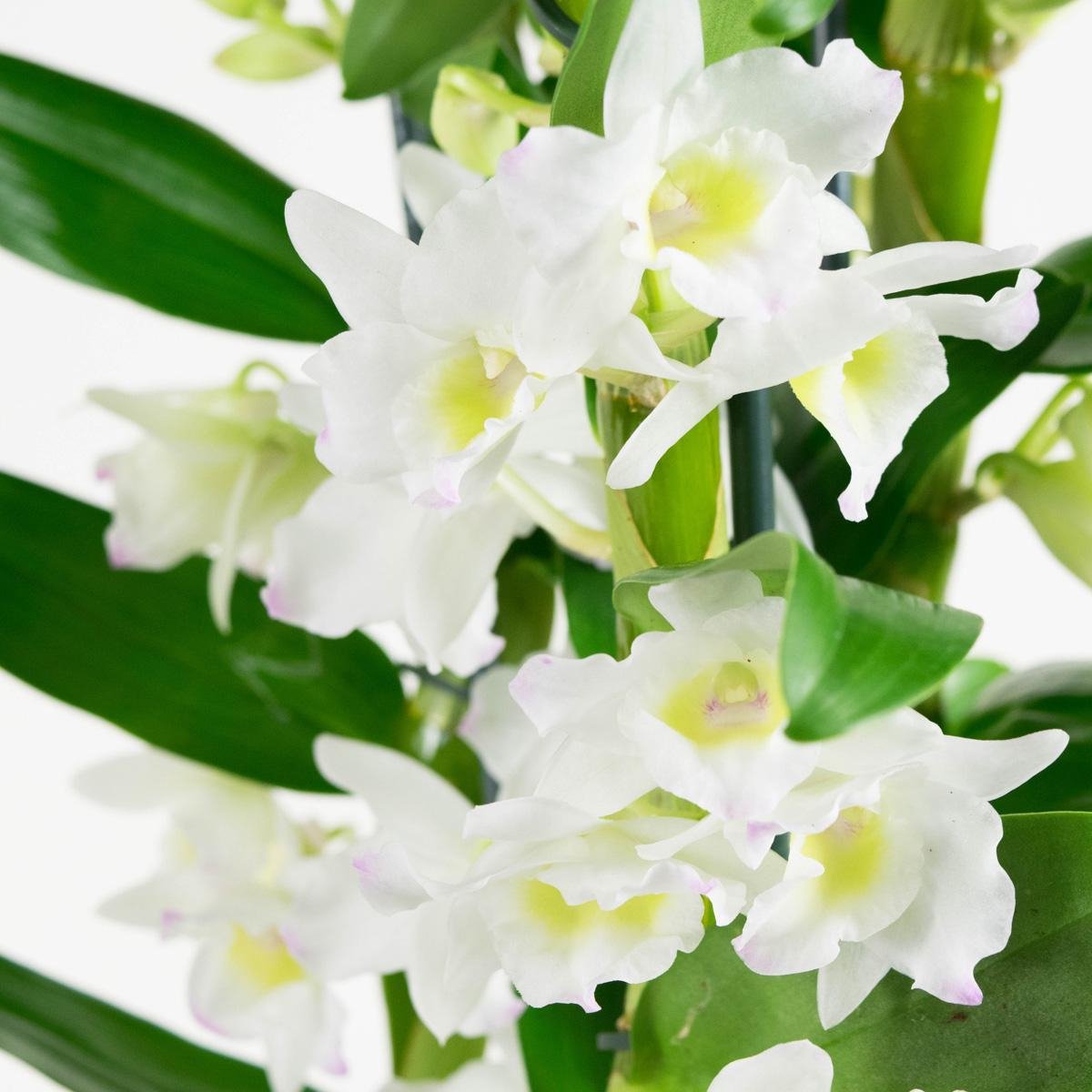 Dendrobium Nobile Apollon 3T ↨ 50cm - hoge kwaliteit planten | bol