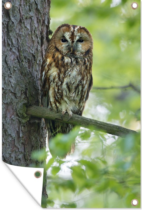 Tuindecoratie Bruine bosuil op een tak in de boom - 40x60 cm ...