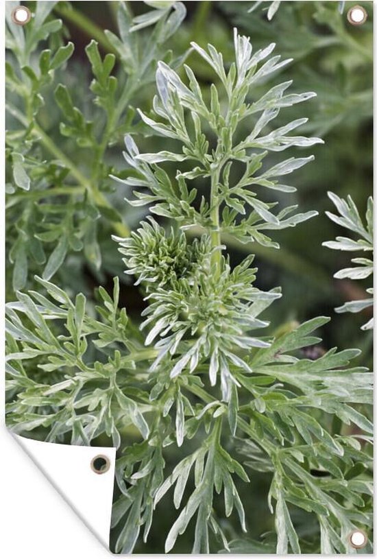 Tuindecoratie Groene kleuren van de alsem plant onder het natuurlijke ...