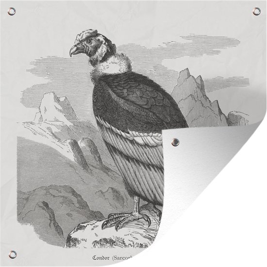 Tuindoek tekening van een andescondor op een rots in het zwart-wit ...