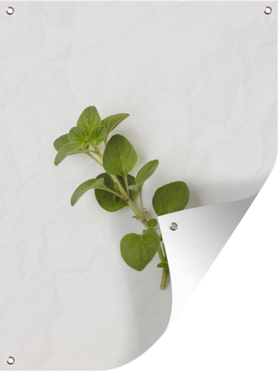 Origan frais sur fond blanc Poster de jardin 30x40 cm - petit - Toile ...