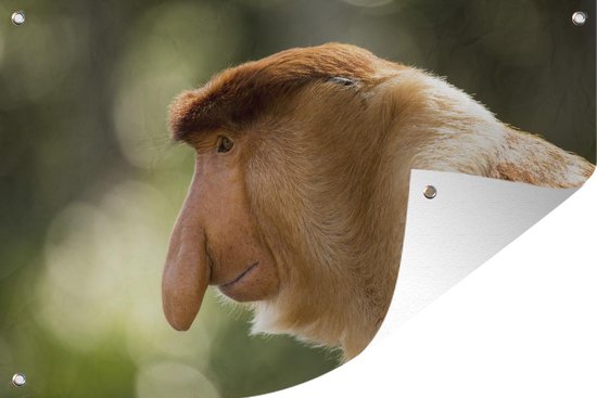 Affiche de jardin en gros plan d'un singe trompe sur fond flou 120x80 ...