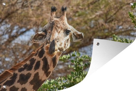 Tuindecoratie Giraffe - Tong - Dieren - 60x40 cm - Tuinposter ...