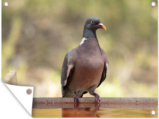 Pigeon bois teinté rouge au bord de l'eau en Espagne Affiche de jardin ...