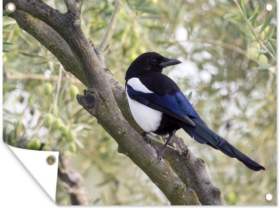 Pie colorée assise dans un arbre vert Poster de jardin 40x30 cm - petit ...