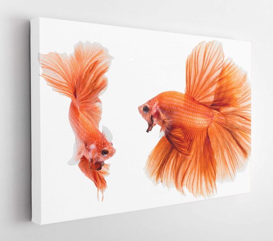 Orange fighting of two fish isolated on white background, siamese ...