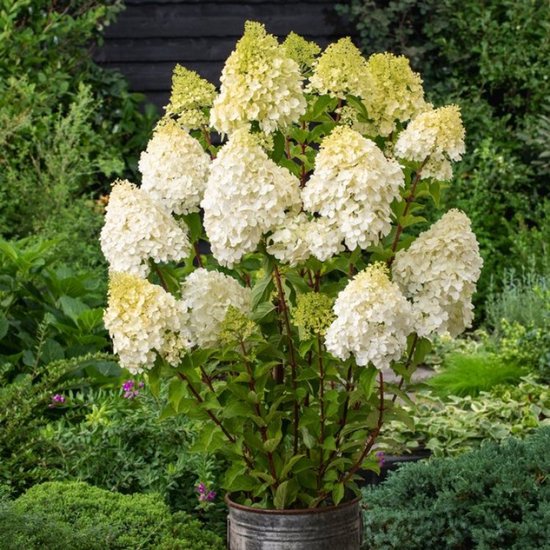 Plants Online - Set van 1 - Hydrangea paniculata 'Polar Bear' 30- 40cm ...