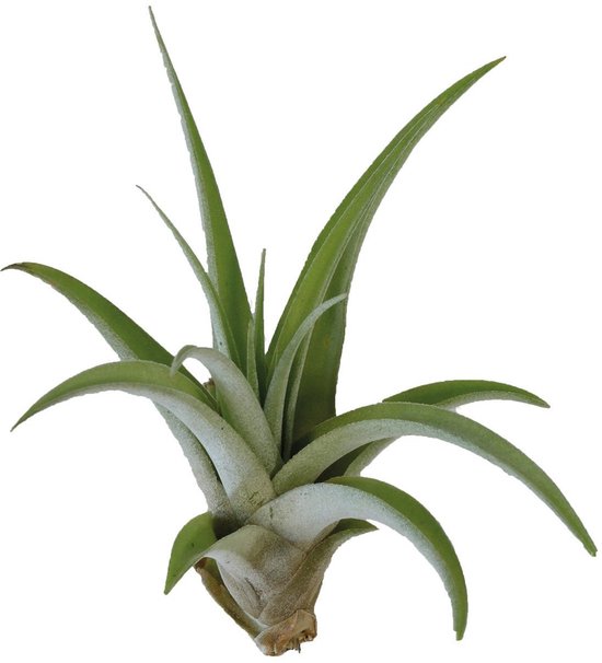 Aquafleur Tillandsia Capitata Peach | bol