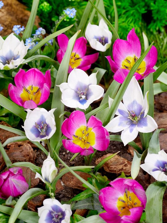 6x Tulpen 'Humilis alba coerulea oculata' - BULBi® Bloembollen met ...
