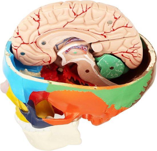 Allecto plus - Anatomisch model schedel en hersenen met cijfers ...