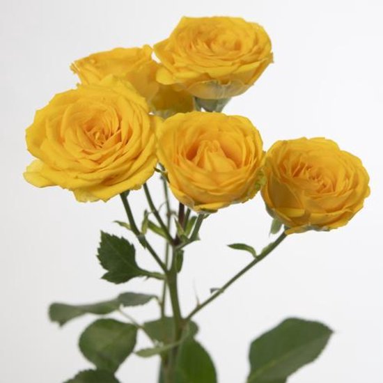 10x Rosa ramona 40cm | bol