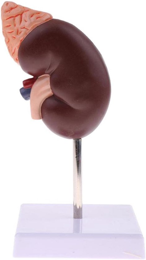 Anatomie Normale Menselijke Nier Replica - Onderwijsmodel voor Dokter ...