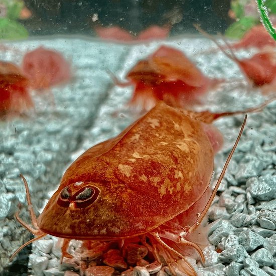 Oertijdkreeften Kweekset Albino Triops Eieren voor Aquarium - Eenvoudig ...