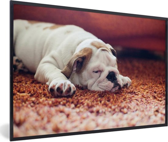 Engelse bulldog slaapt op een kleed | bol.com