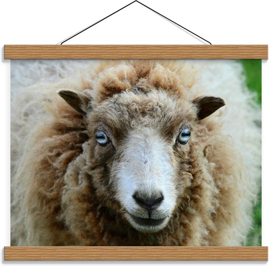 Schoolplaat – Hoofd van Schaap met Blauw Ogen - 40x30cm Foto op ...
