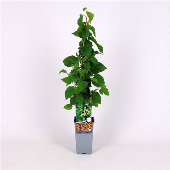 Plants Online - Tuinplanten - Heesters - Set van 1 - Morus alba - 2 ...