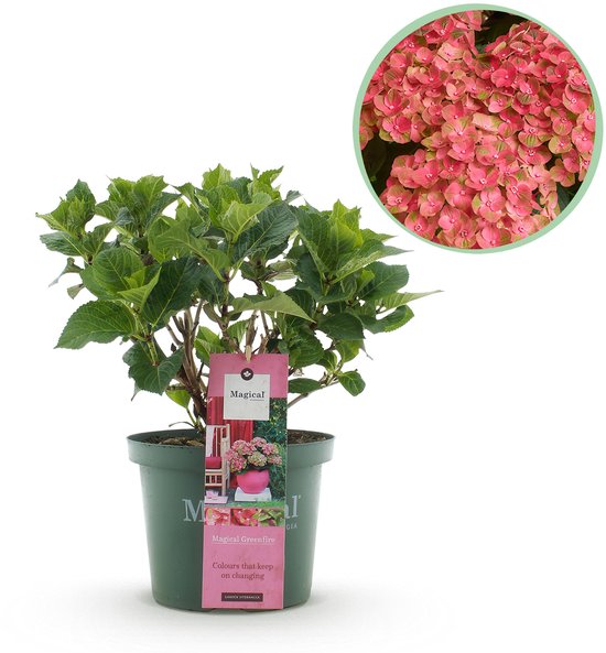 Tuinplantenshop.com | Hortensia - Hydrangea Magical Green Fire - Roze ...