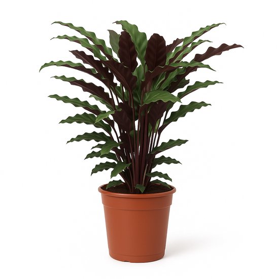 Calathea Wavestar – Kamerplant – Luchtzuiverend & Makkelijk te ...