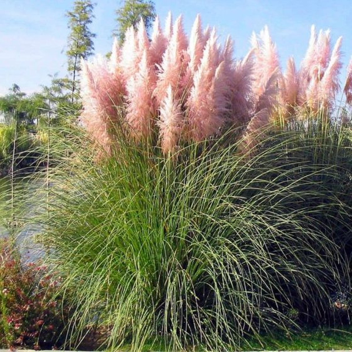 12 x Cortaderia selloana 'Rosea' - Pampasgras in C2 liter pot met ...