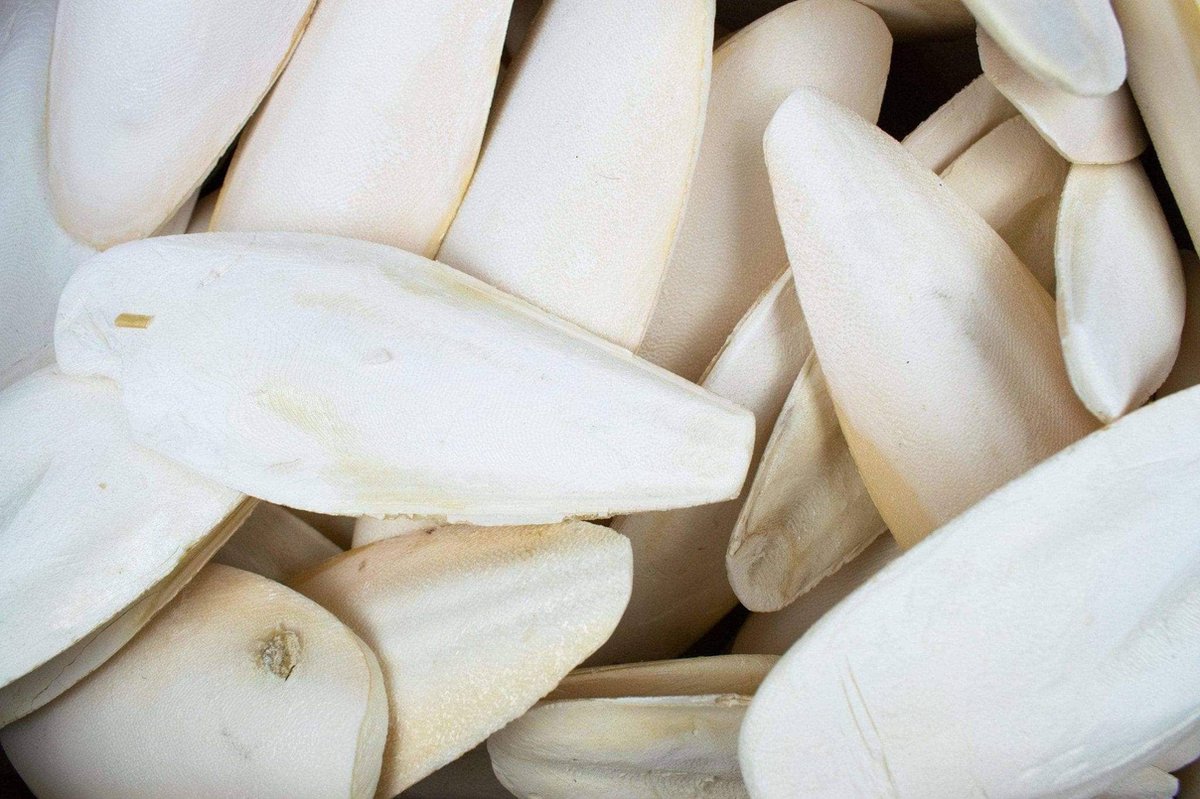 Sepia 1 Stuk Inktvis Bot Calcium Bron Isopods | bol.com