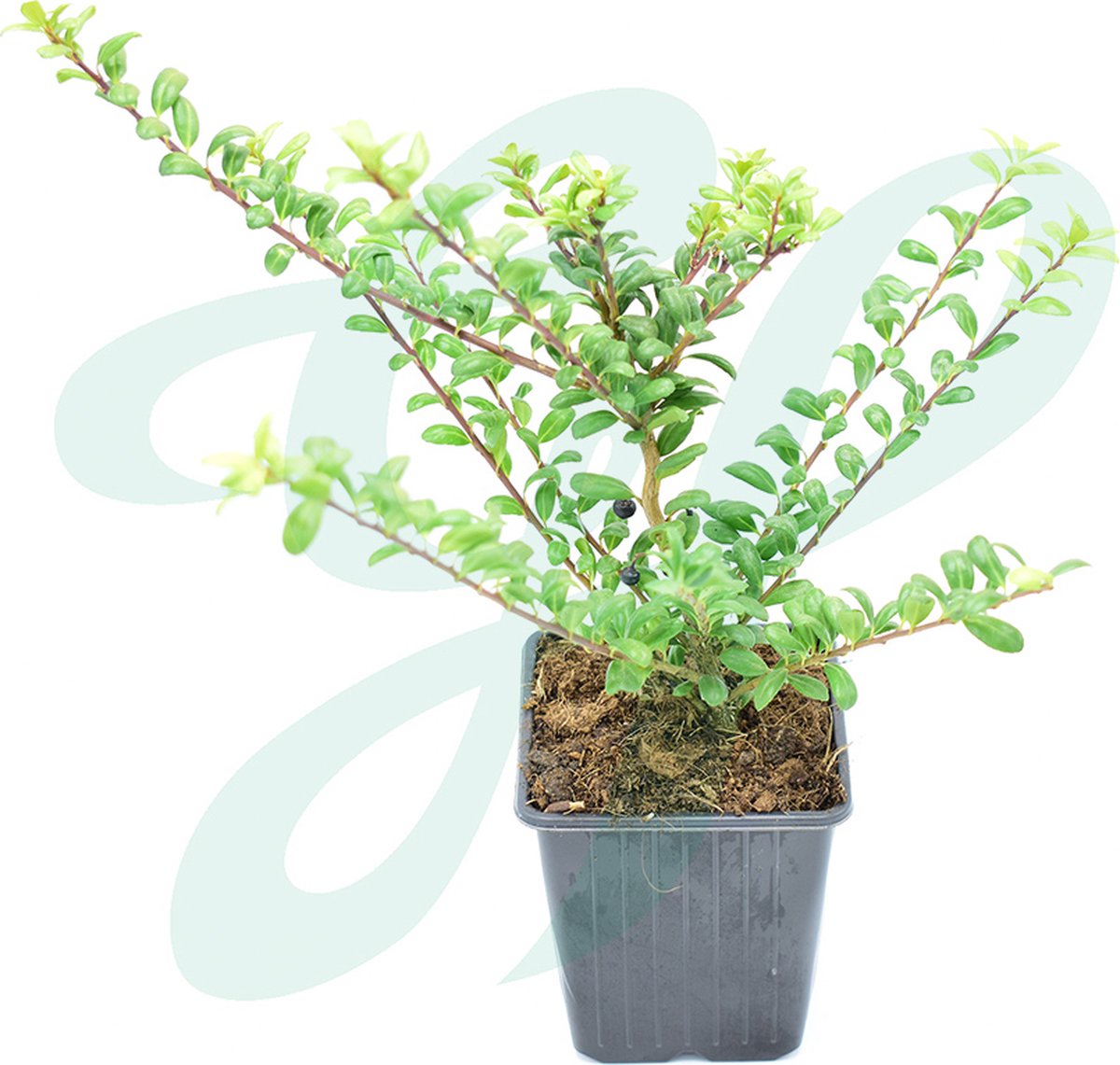 100 x Ilex Crenata 'Convexa' - Chinese Hulst in 9x9cm pot met hoogte 5 ...