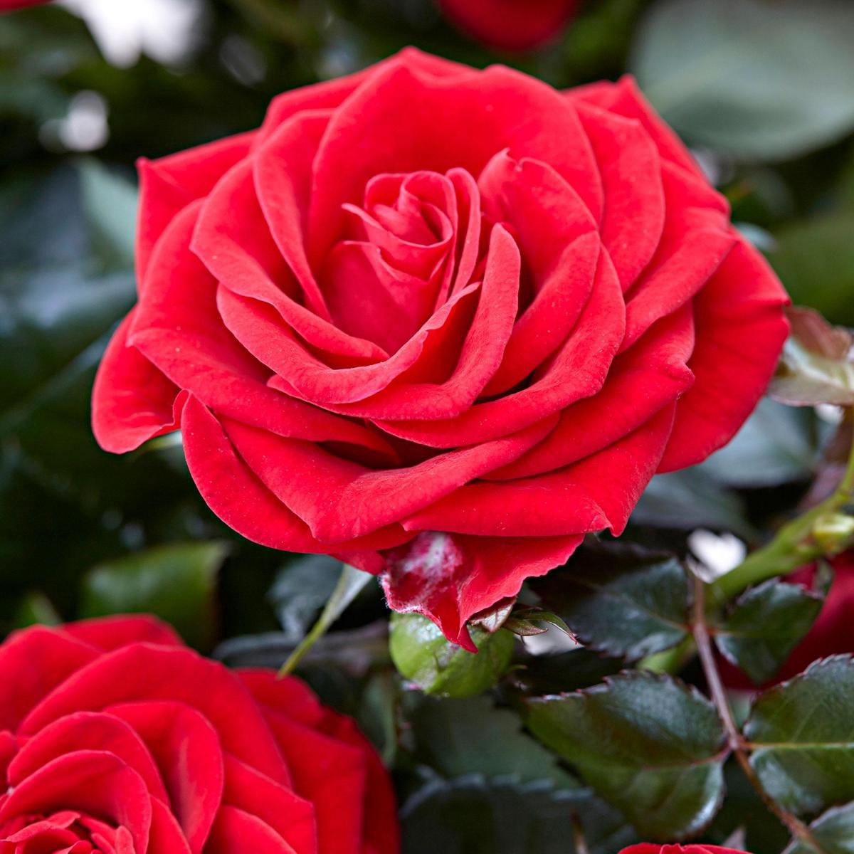 Rosa 'Miss Schweiz' - Grootbloemige roos op pot - Rood - ↑ 35-40cm - Ø ...