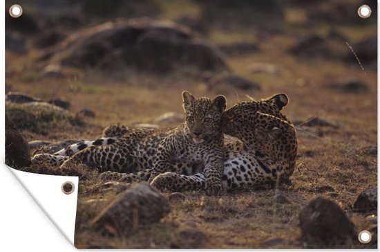 Affiche de jardin - Toile de jardin - Affiches extérieures - Panthère ...