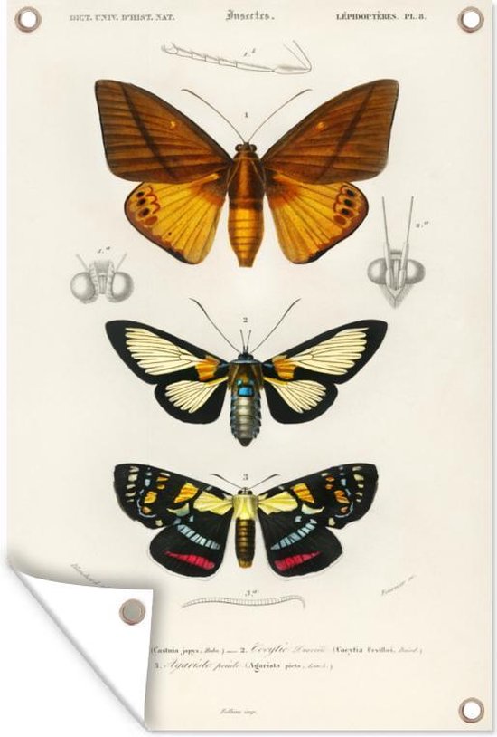 Décoration murale Papillon - Vintage - Insectes - 120x180 cm - Affiche ...