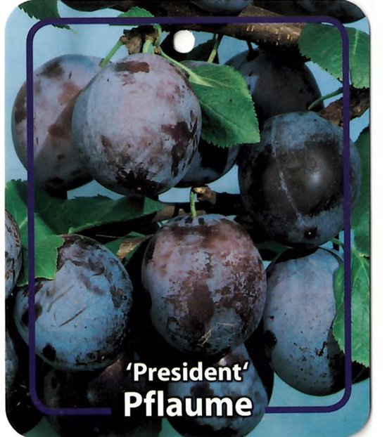 Oosterik home - Prunus Domestica President | bol