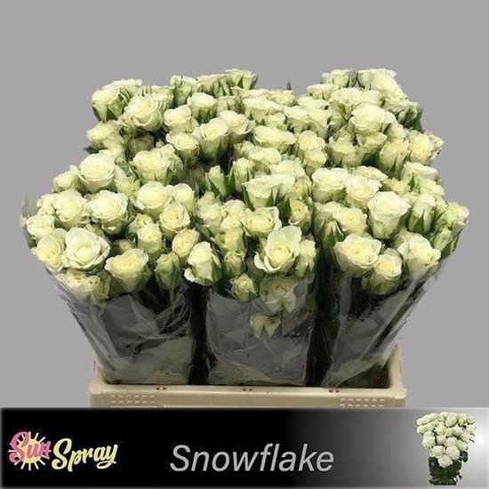 10x Rosa snowflake 40cm | bol