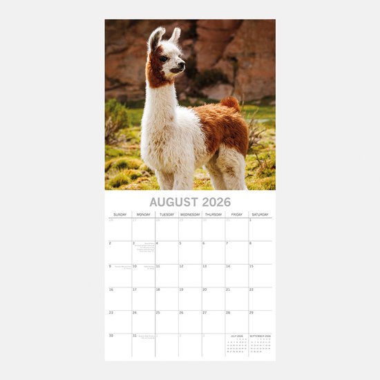 Lama's Kalender 2026 | bol