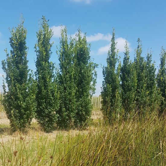 Zuileik - Quercus robur Fastigiate Koster | Omtrek: 14-18 cm | Hoogte ...