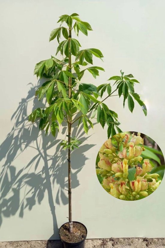 Jonge Gele Pavia boom | Aesculus flava 'Vestita' | 60-80cm hoogte | bol