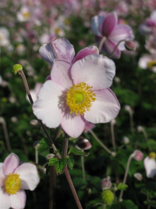Plantes de jardin - Un ensemble 1 - Anemone tomentosa 'Robustissima ...