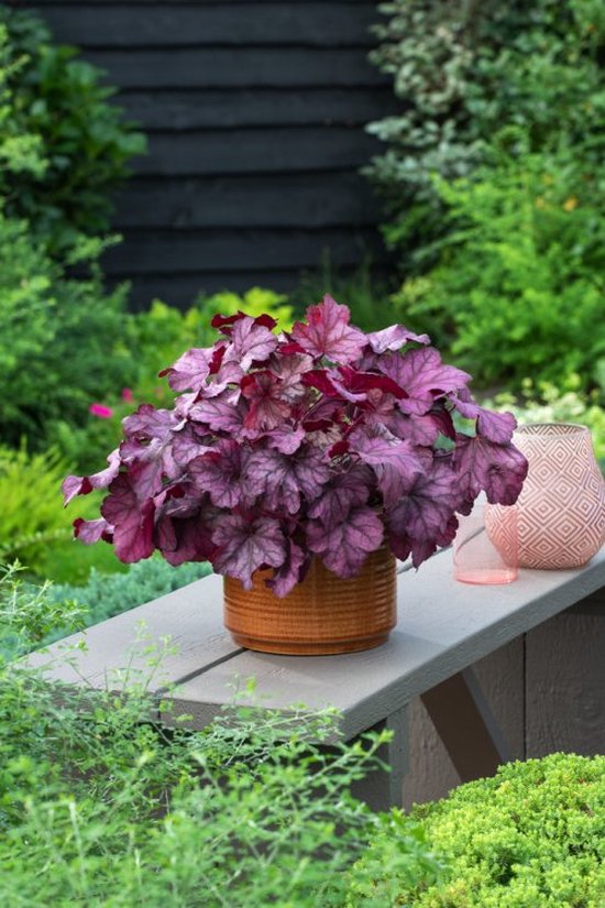 Set van 3 | Heuchera 'Wild Rose' - 0.7 liter pot | bol