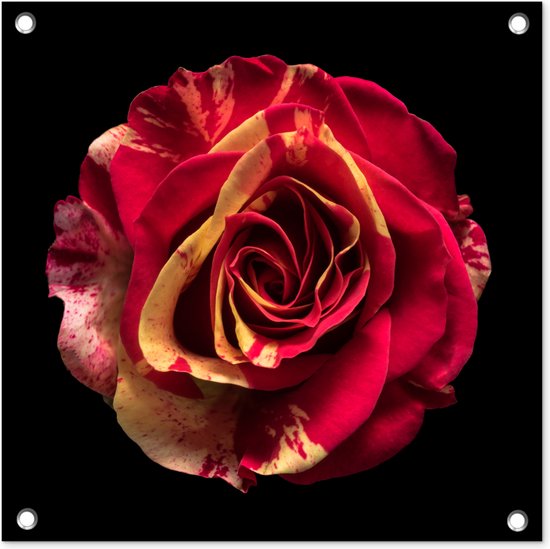 Tuinposters Bloem - Roos - Rood - Zwart - 50x50 cm | bol.com